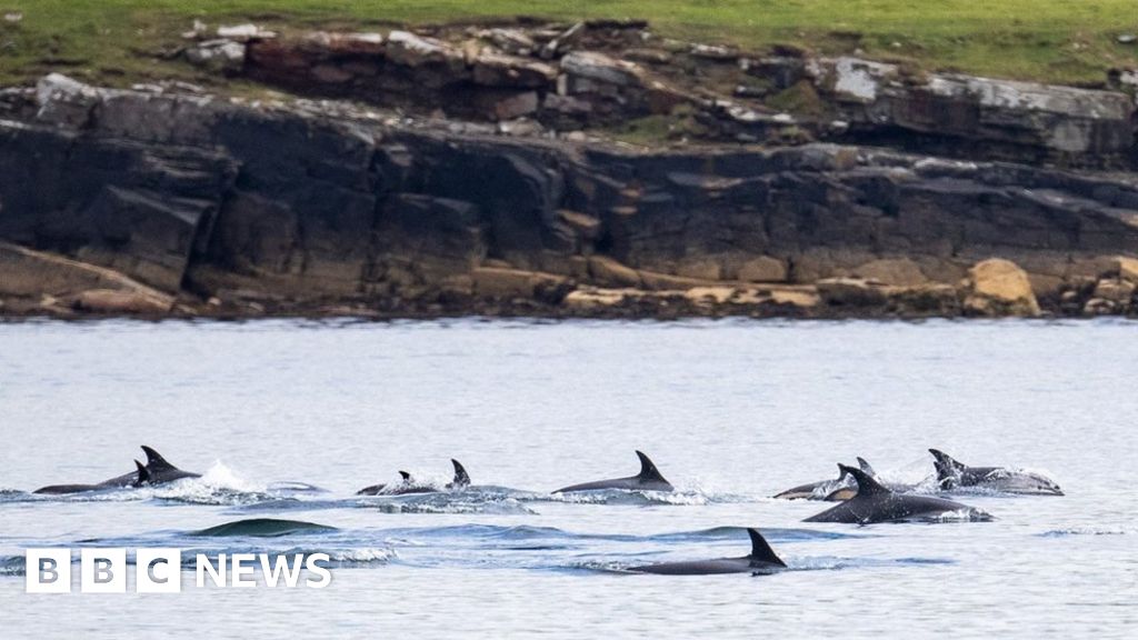 Orcas and long-finned whales spotted from Scotland - BBC News