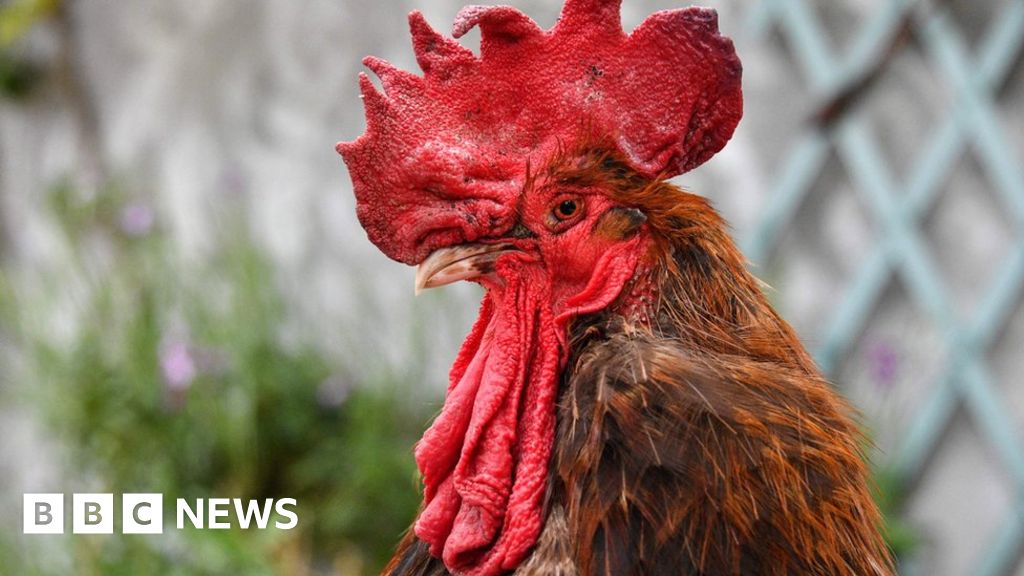 French rooster Maurice wins battle over noise with neighbours - BBC News