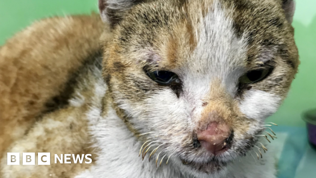 Firefighter saves unconscious cat from Kirkdale warehouse blaze - BBC News