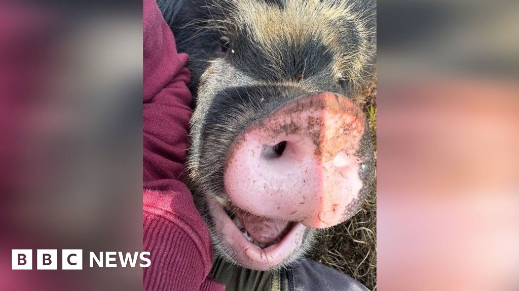 Foraging pigs helping to restore Hardknott Forest
