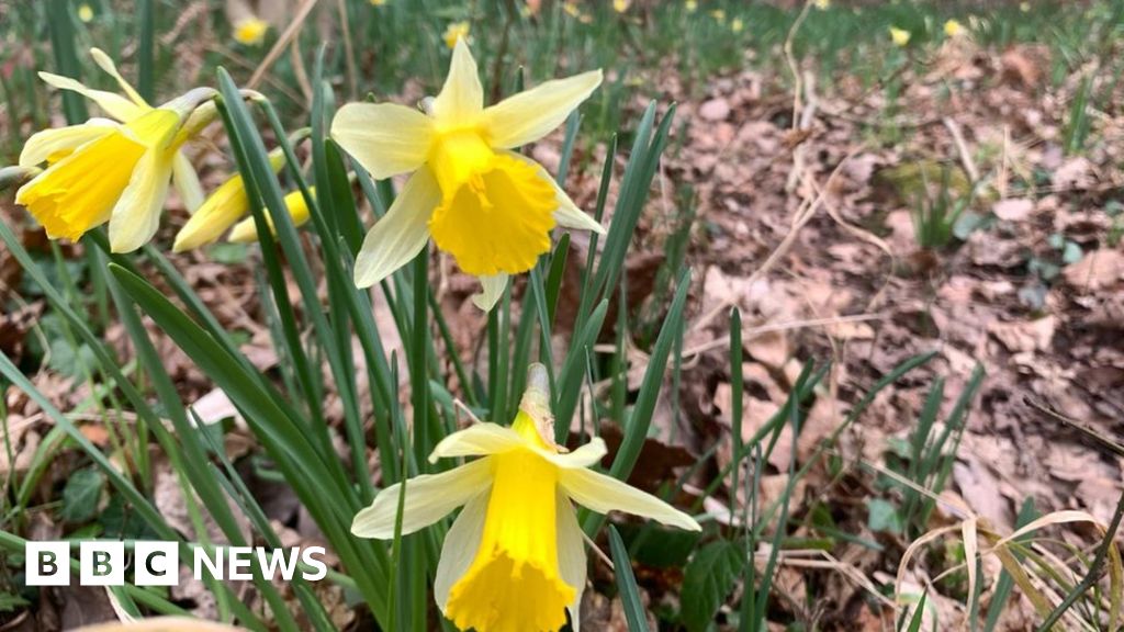 Gloucestershire shuttle bus laid on to daffodil fields - BBC News