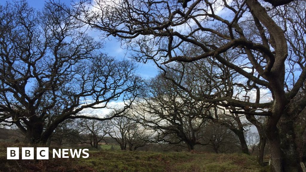 Ancient oak trees in County Antrim get the halo effect - BBC News