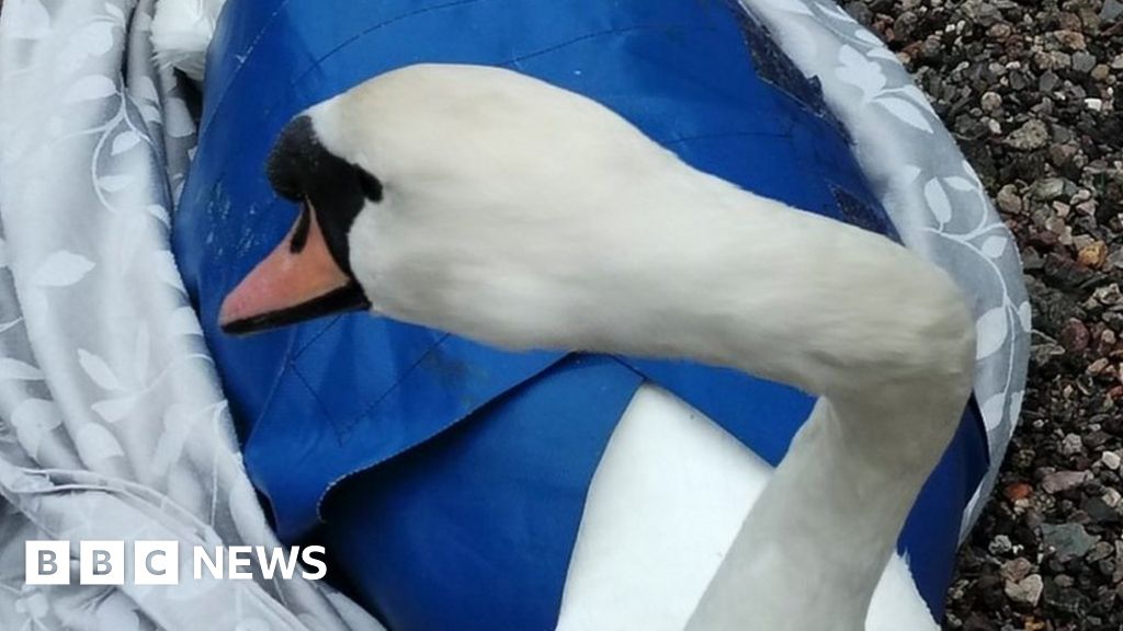 Plymouth police car swan released back into the wild - BBC News