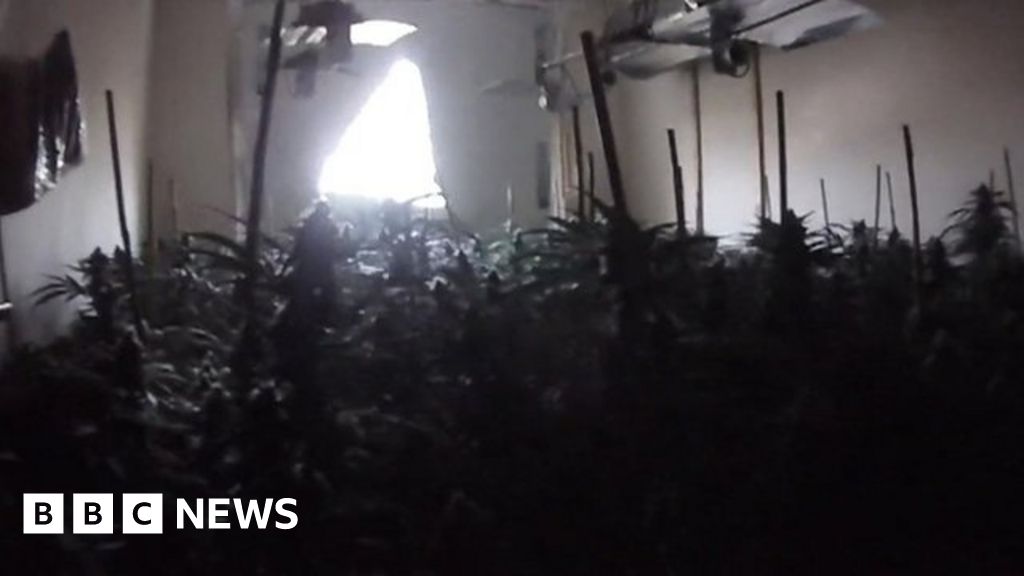 Four jailed over £13m Everton high-rise cannabis farm - BBC News