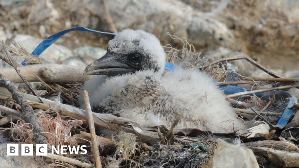 Seabirds ingesting plastic pollution warn scientists - BBC News