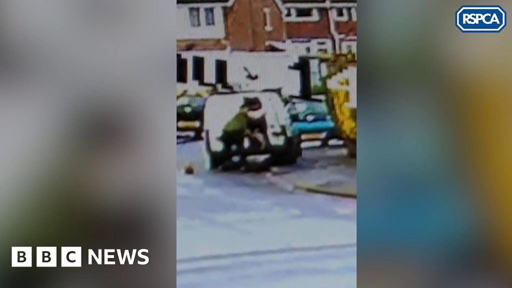 'Heart-breaking' footage of dogs 'dumped' in Coventry - BBC News