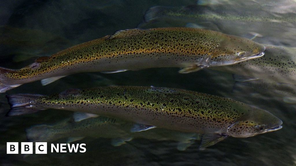 Company invents 'whisky fish food' for farmed salmon - BBC News