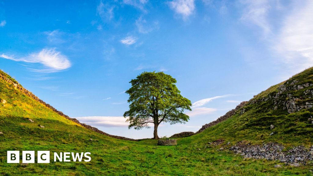 Saplings from Sycamore Gap tree to be planted across the South