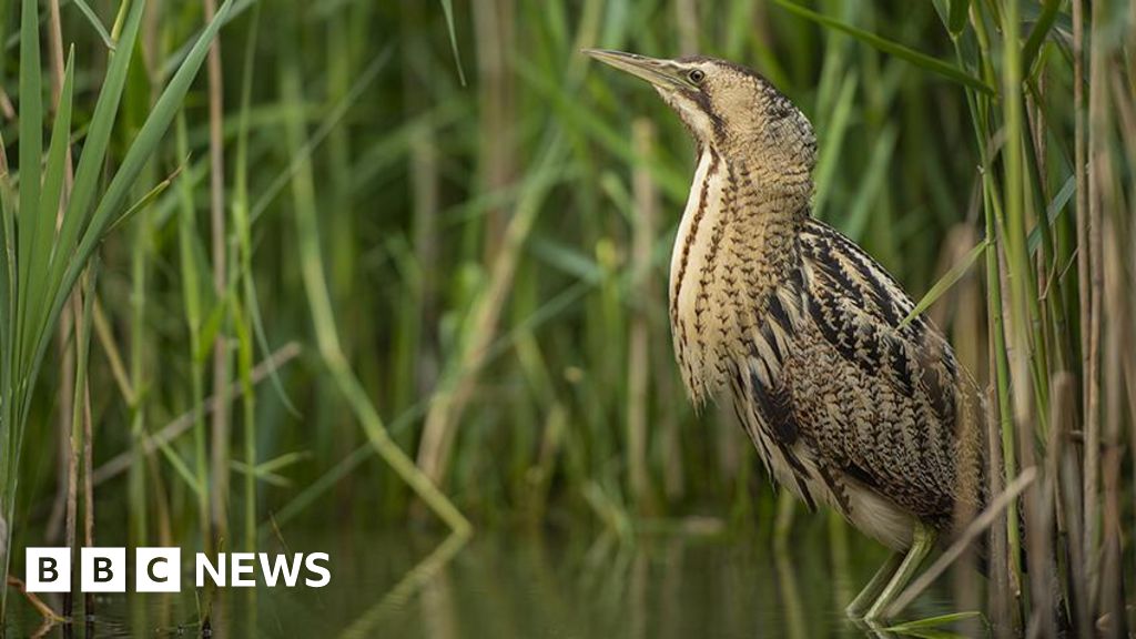 Bitterns: RSPB Saltholme home to most northerly breeding pair - BBC News