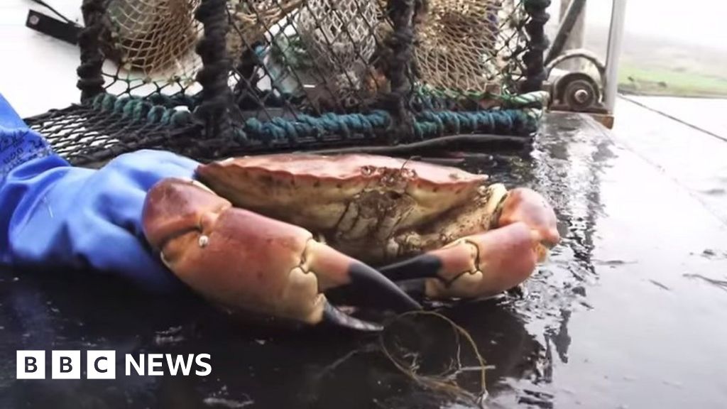 Protected status bid for Orkney crab - BBC News