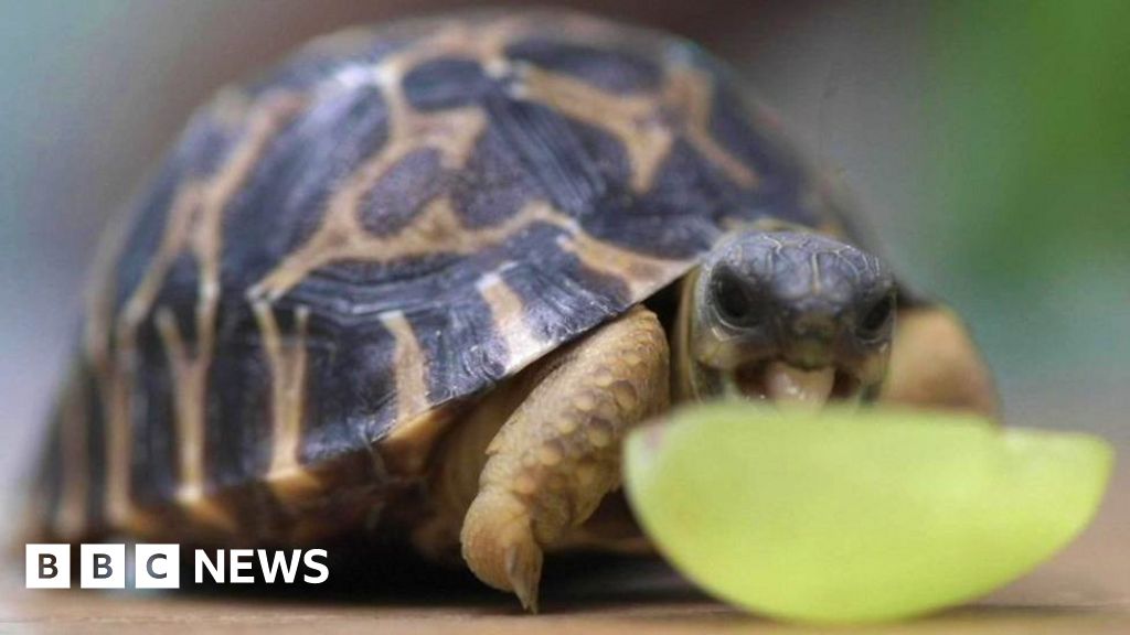 Golf ball-sized endangered tortoises hatch at Chester Zoo