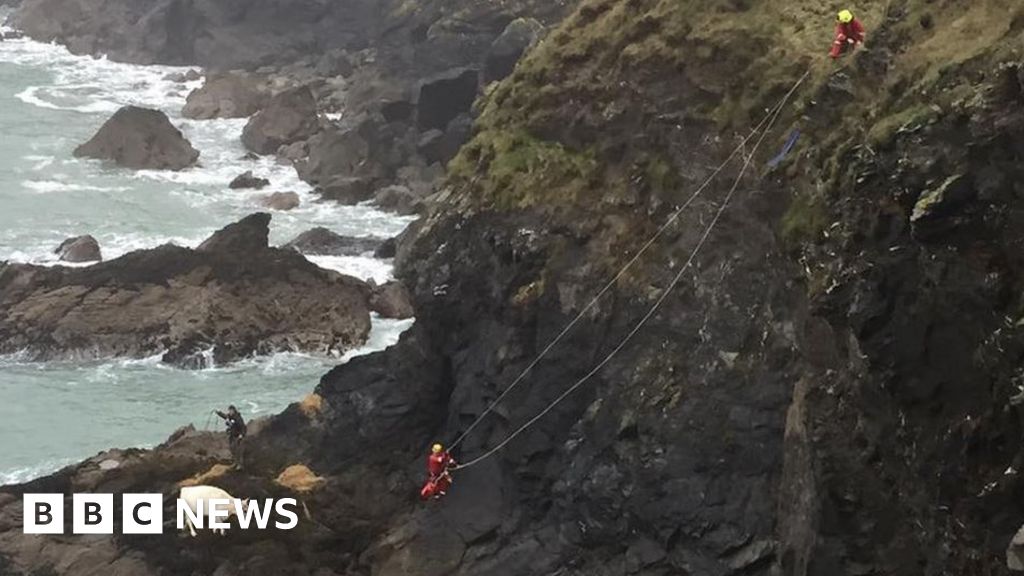 Cow falls 40ft and then swims to The Rumps - BBC News