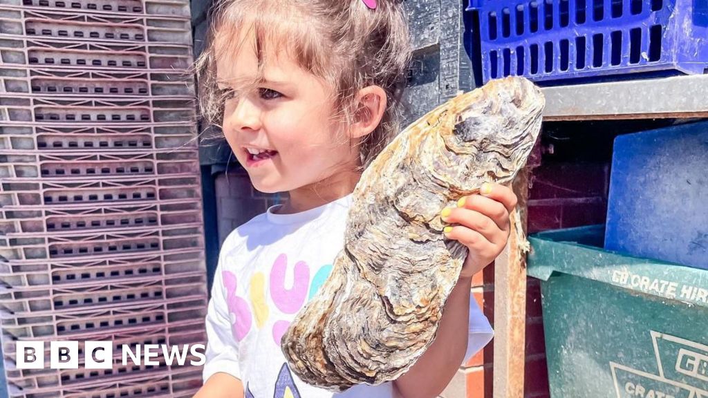 Mersea oyster farmers harvest 'monster' mollusc at sea - BBC News