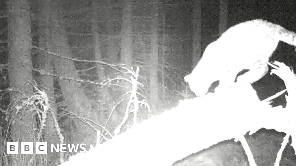 'Enormous wildcat' found in Aberdeenshire forest - BBC News