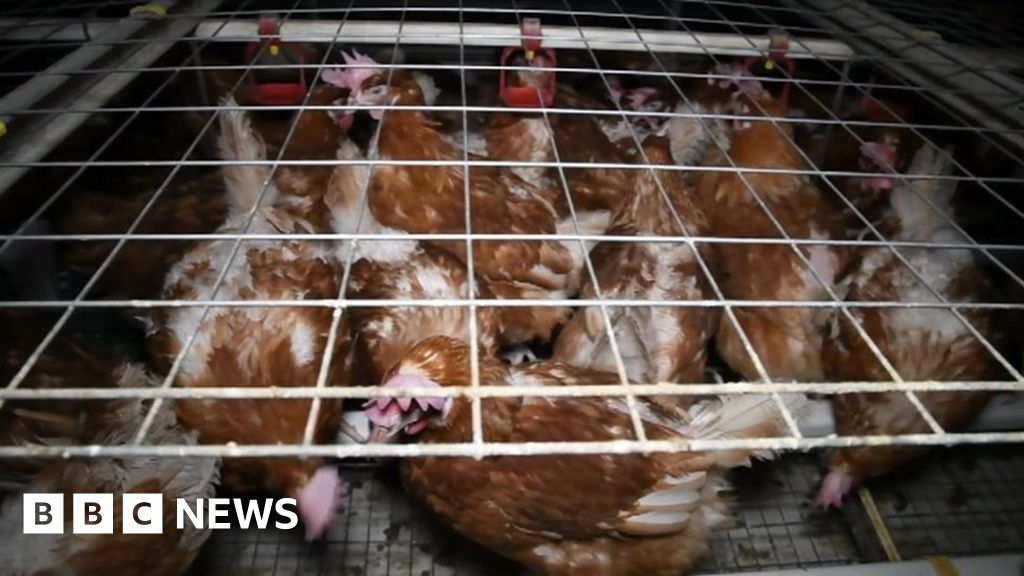Walston Poultry Farm: 'Extreme suffering' of hens filmed - BBC News
