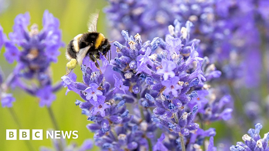 Lincolnshire beekeeper says public needs to help starving bees - BBC News