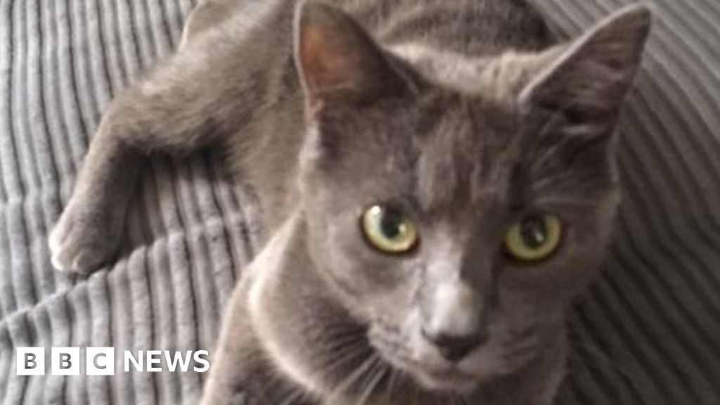 Cat stabbed to death in 'deliberate' Aylsham attack - BBC News