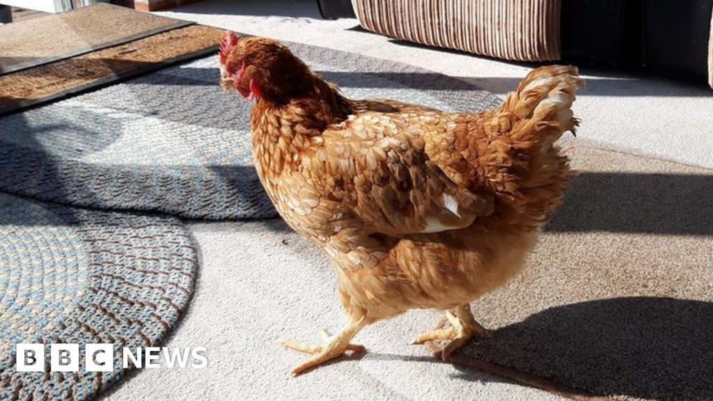 Hens near Redruth need rehoming to avoid slaughter - BBC News