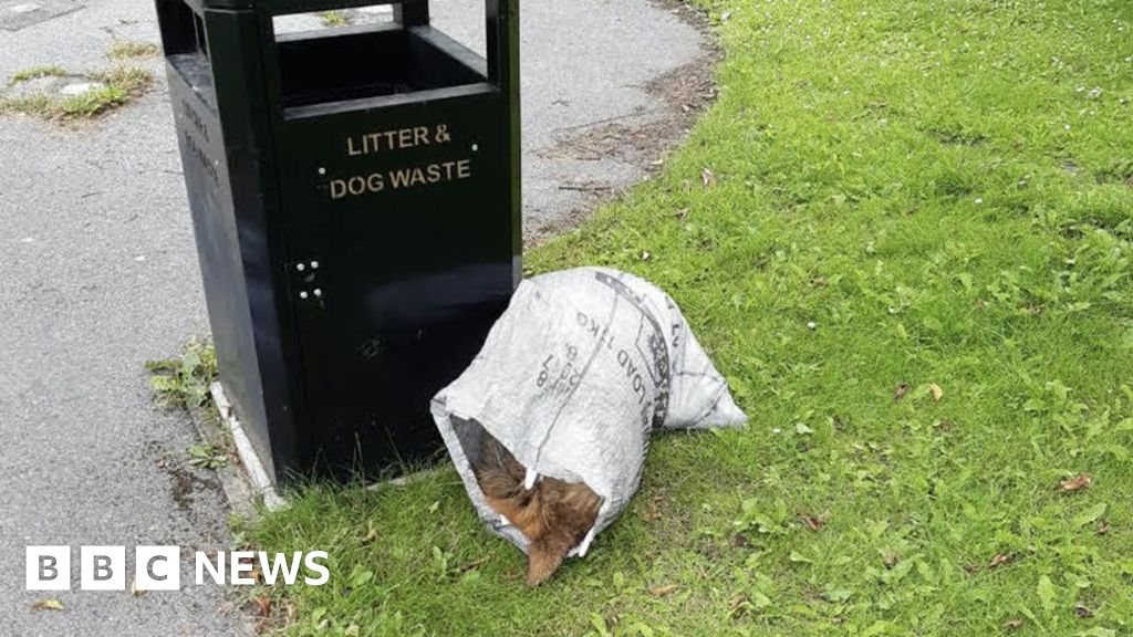 Dead dog dumped in Sheffield public park - BBC News