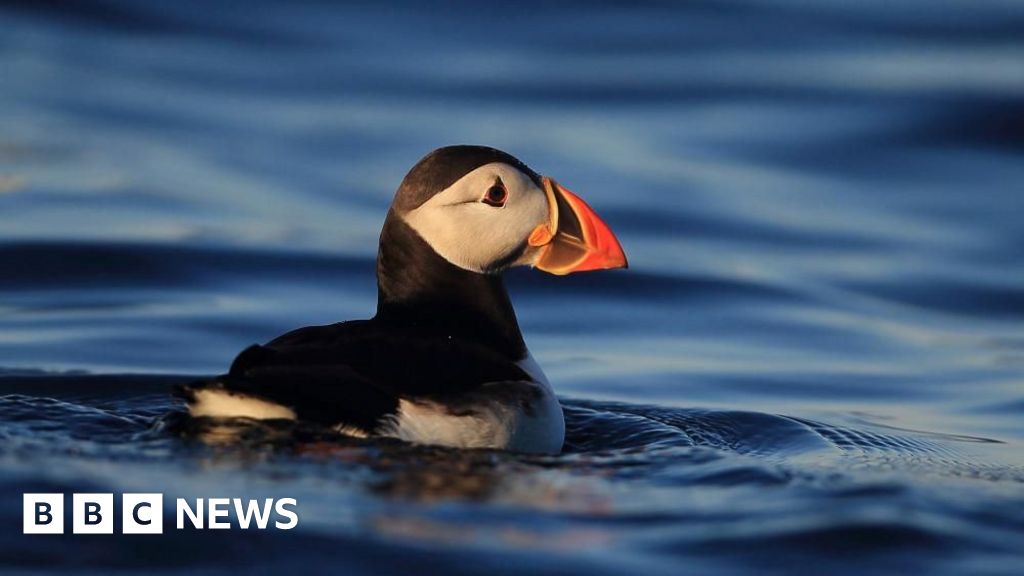 Puffins: Isle of Muck comeback 'proves restoration works'