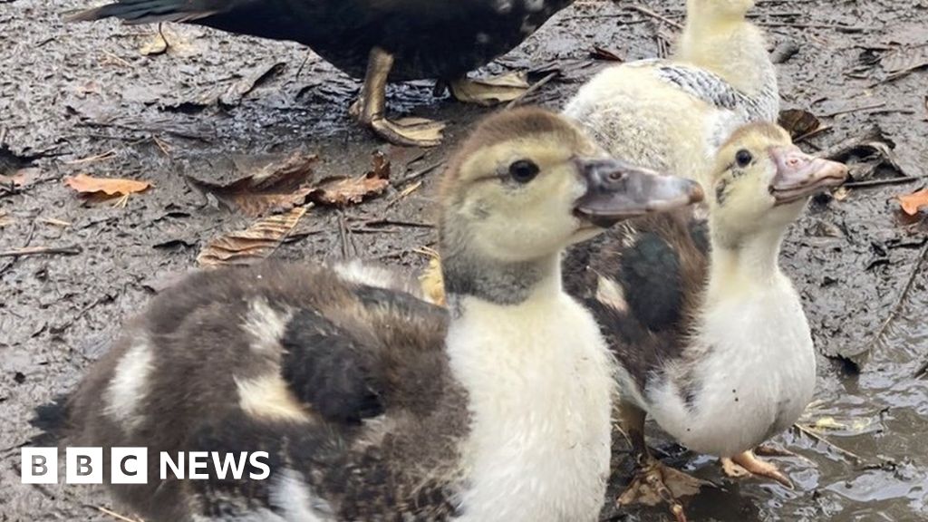 Orphaned ducklings rescued after mum is run over - BBC News