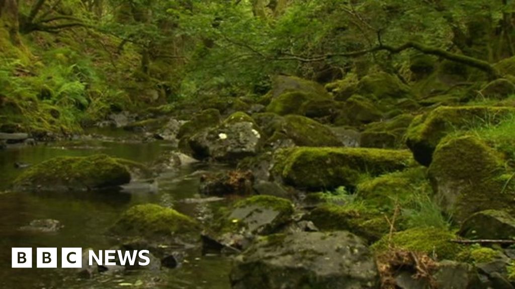Plan to buy £1.5m 'Celtic rainforest' in Snowdonia - BBC News