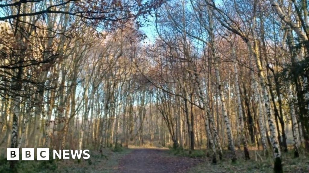 Manchester's Kenworthy Woods: Former tip declared nature reserve - BBC News