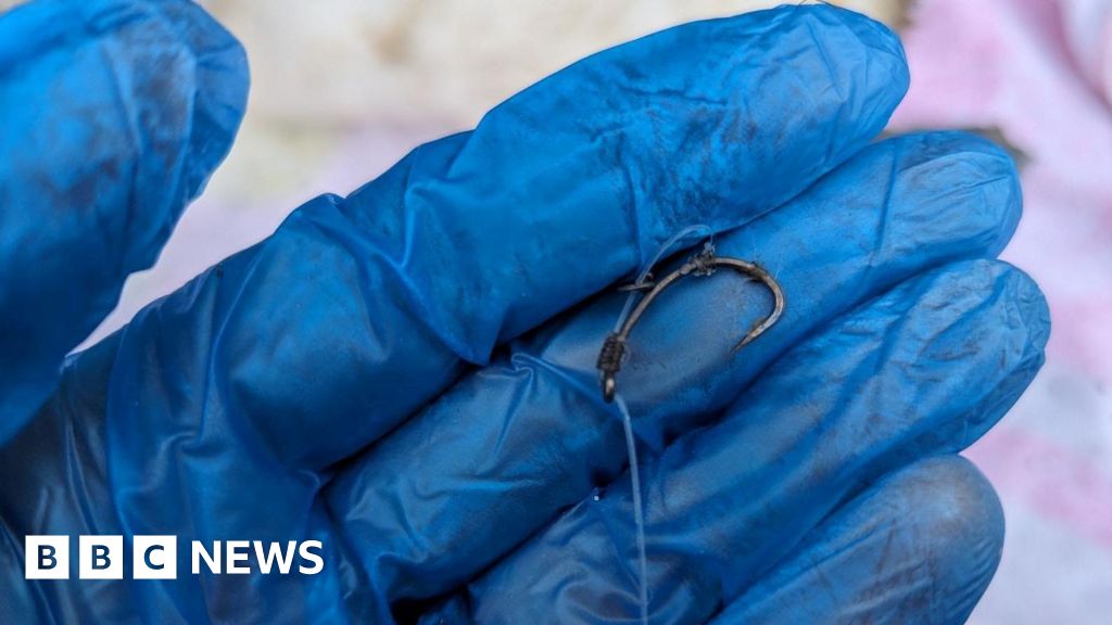 Cygnet caught in fishing line at Stretham lake dies - BBC News