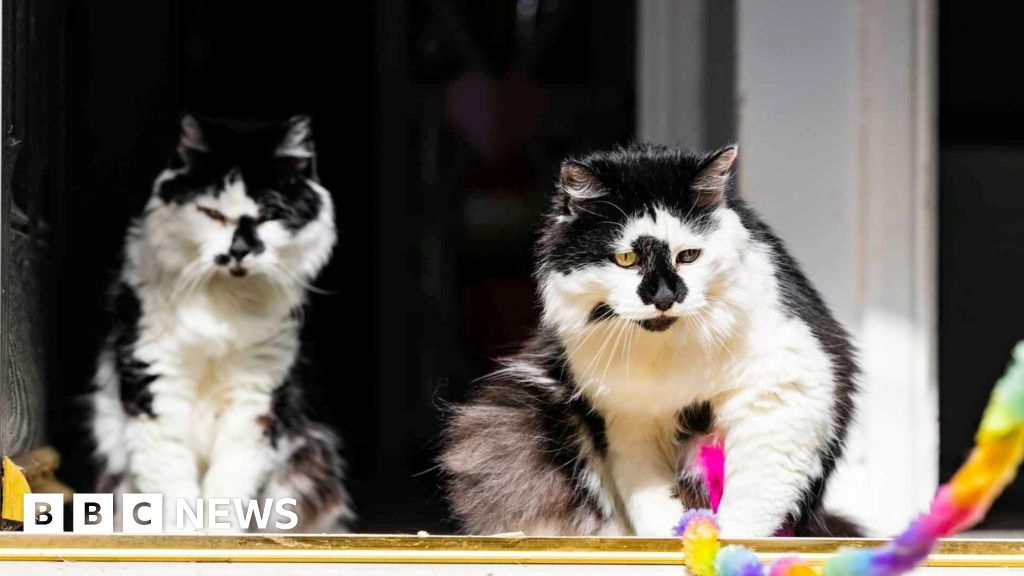 Milford: Cats nominated for supporting veteran and daughter