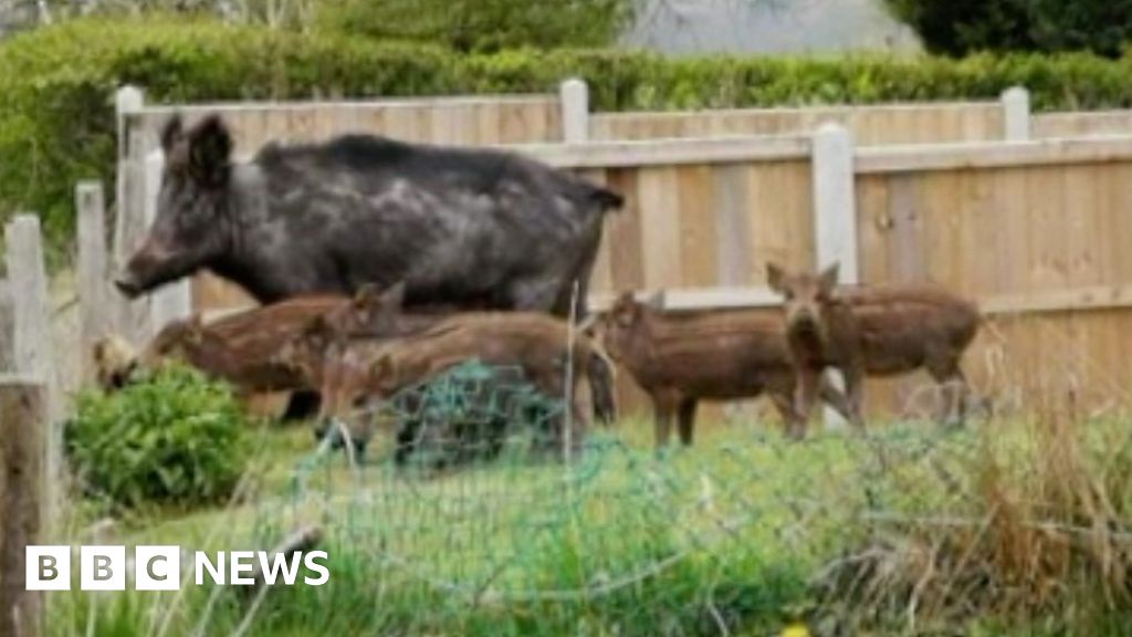 Wild boar and piglets caught on camera at Cannock Chase - BBC News