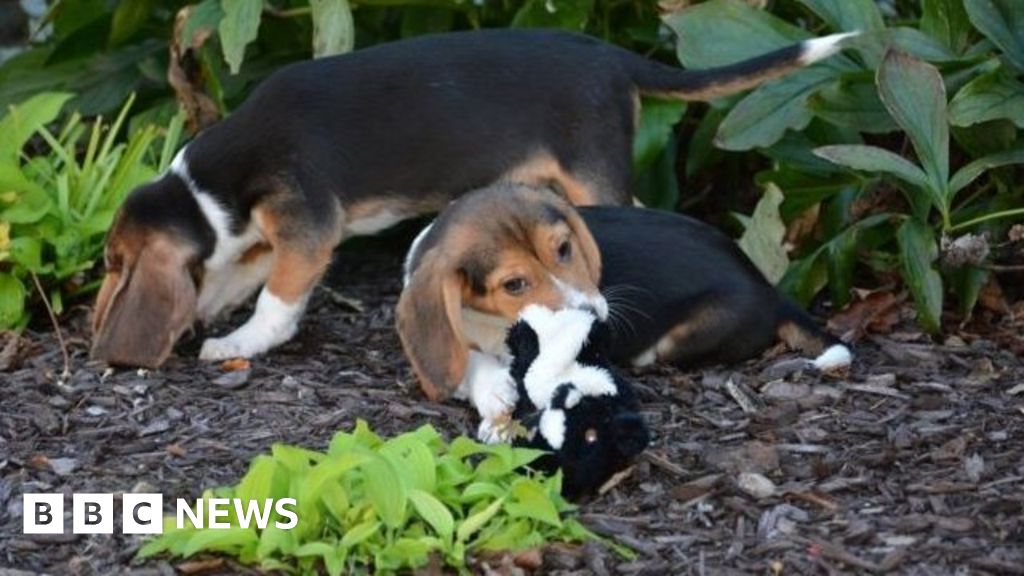 World's first IVF puppies born to surrogate mother dog - BBC News