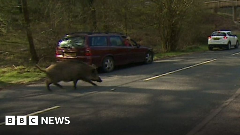 Villagers repair wild boar damage to Edge End pitch - BBC News