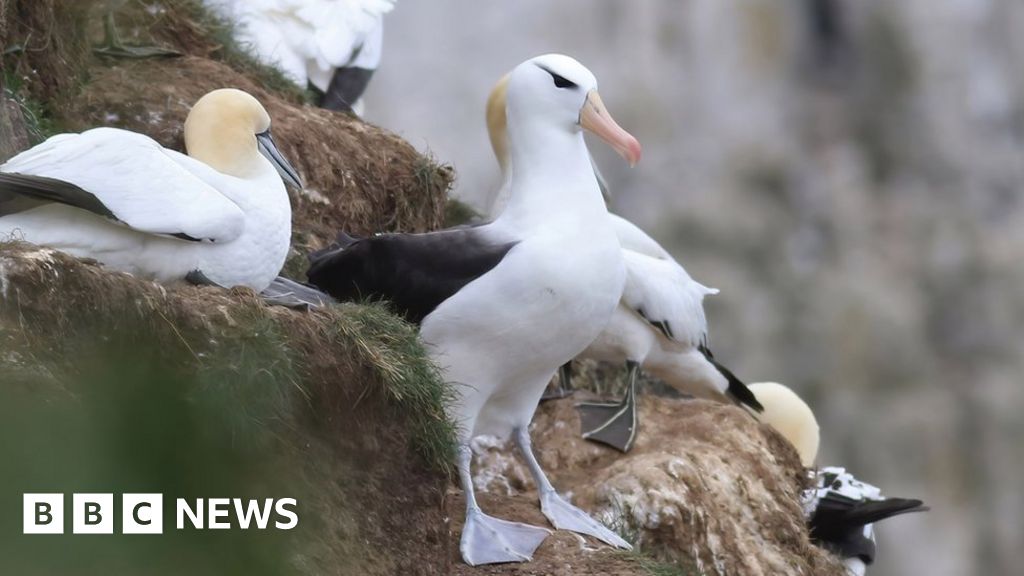 Black-browed Albatross searches Bempton cliffs for mate - BBC News