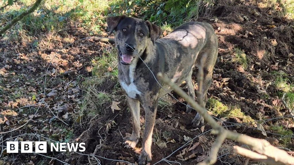 Search to find missing dog after suspected theft in Cornwall