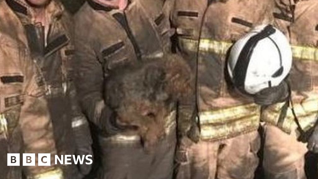 Dog rescued in Brecon Beacons after two days underground - BBC News