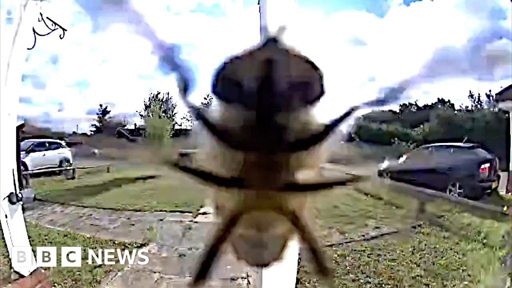 BuzzBee: Unusual visitor captured on Norfolk doorbell camera