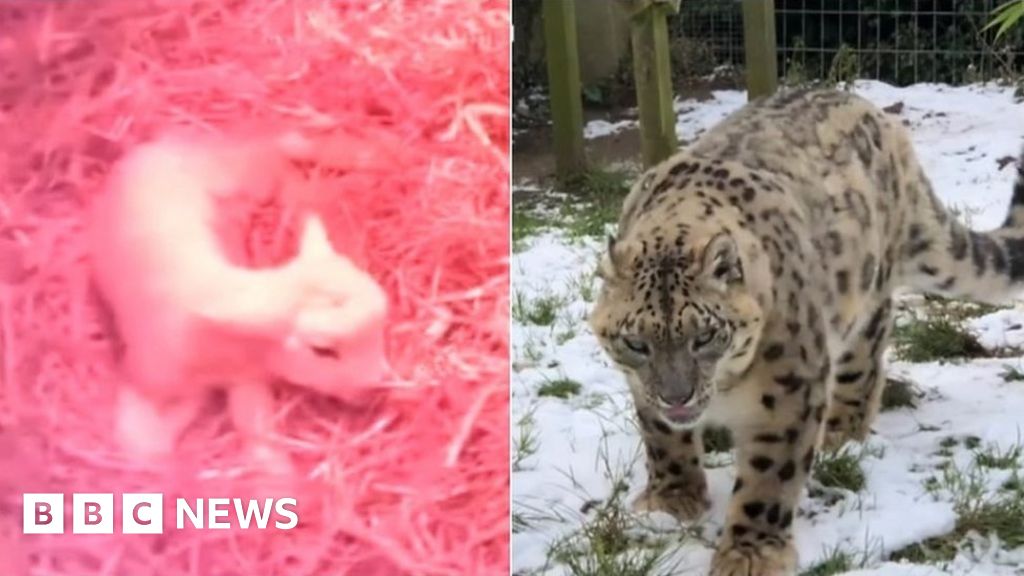 Storm Emma: Lambs and leopards in snowy Wales