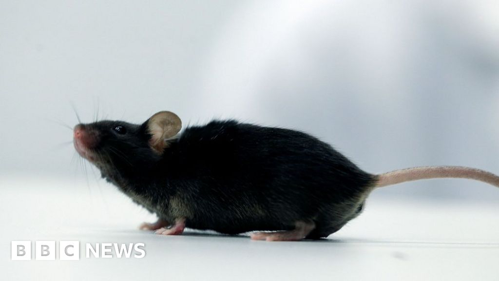 Slough butcher and shop fined over mouse droppings