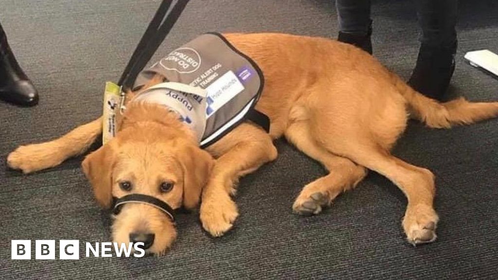 Ashford family's life changed by diabetes sniffer dog - BBC News