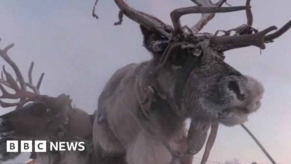 Russian soldiers train in sub-zero temperatures with reindeer - BBC News