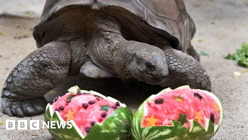 Giant 183-year-old tortoise given new diet - BBC News