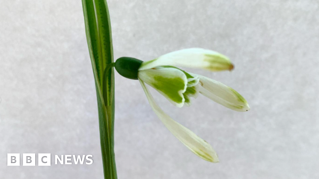 Courteenhall: Elusive snowdrop variety is discovered after 50 years