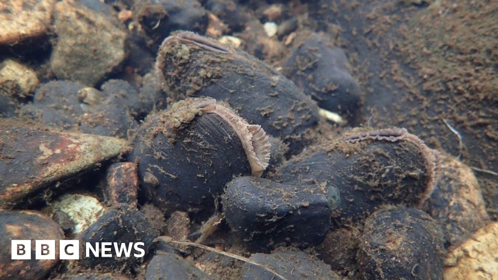 Pearl mussels to be released into Welsh rivers to curb extinction - BBC ...