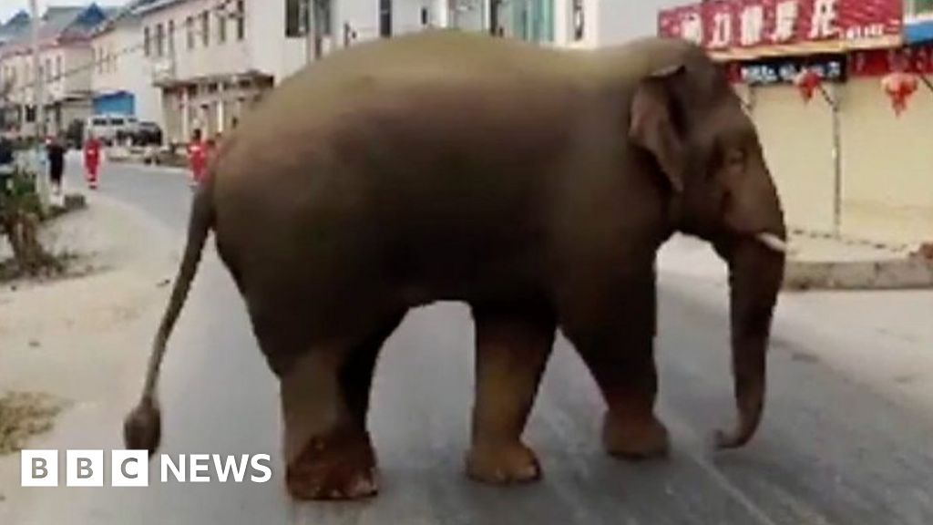 Elephant in 'bad mood' joins commute in Chinese town - BBC News