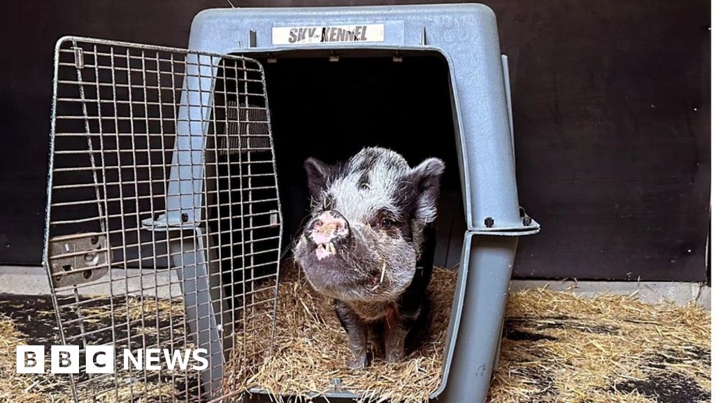 Pigs can fly: Wilbur arrives in Lincolnshire in time for Christmas