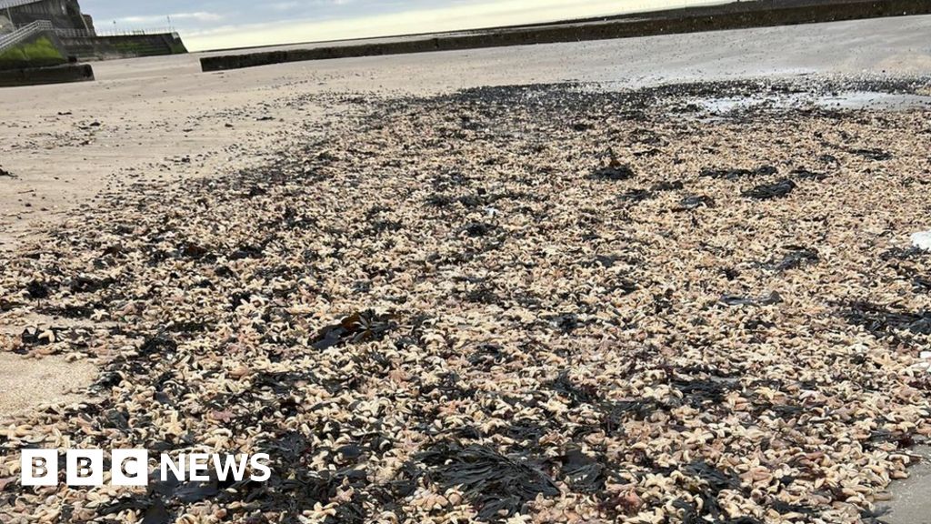 Margate: Dead starfish likely due to rough seas, says council - BBC News