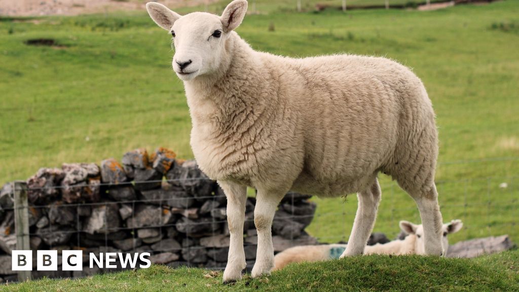 Sheep die in suspected dog attack on Waterbeck farm
