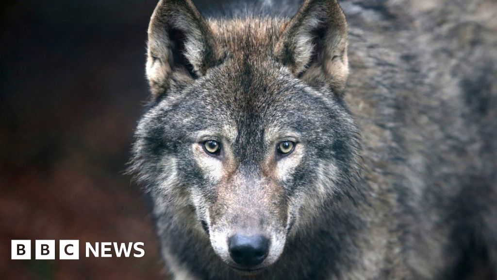 Denmark to tag wild wolves after shooting row - BBC News