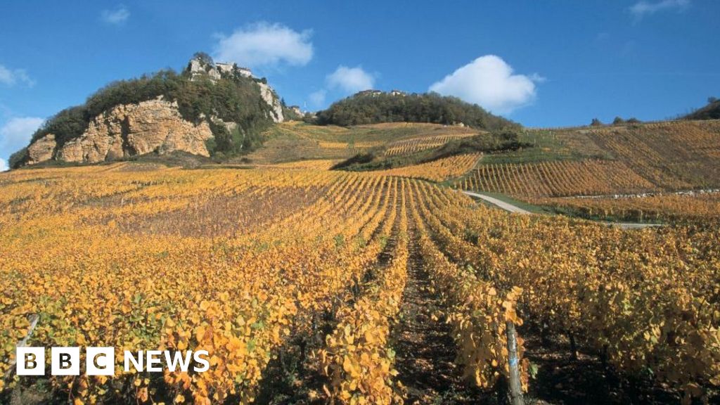 Grape expectations: DNA reveals history of vintage wine - BBC News