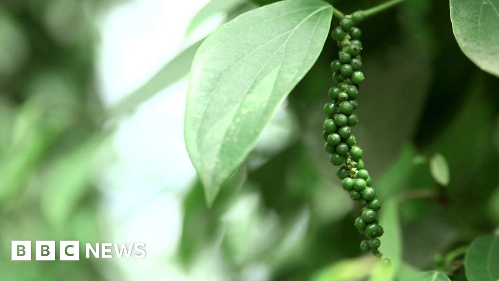 Cameroon's 'protected' Penja pepper - BBC News